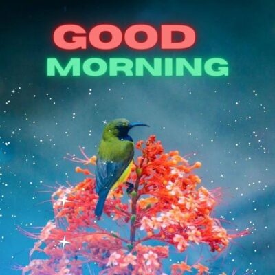 Radiant Good Morning Wishes with Birds - 800+Happy Greeting Images